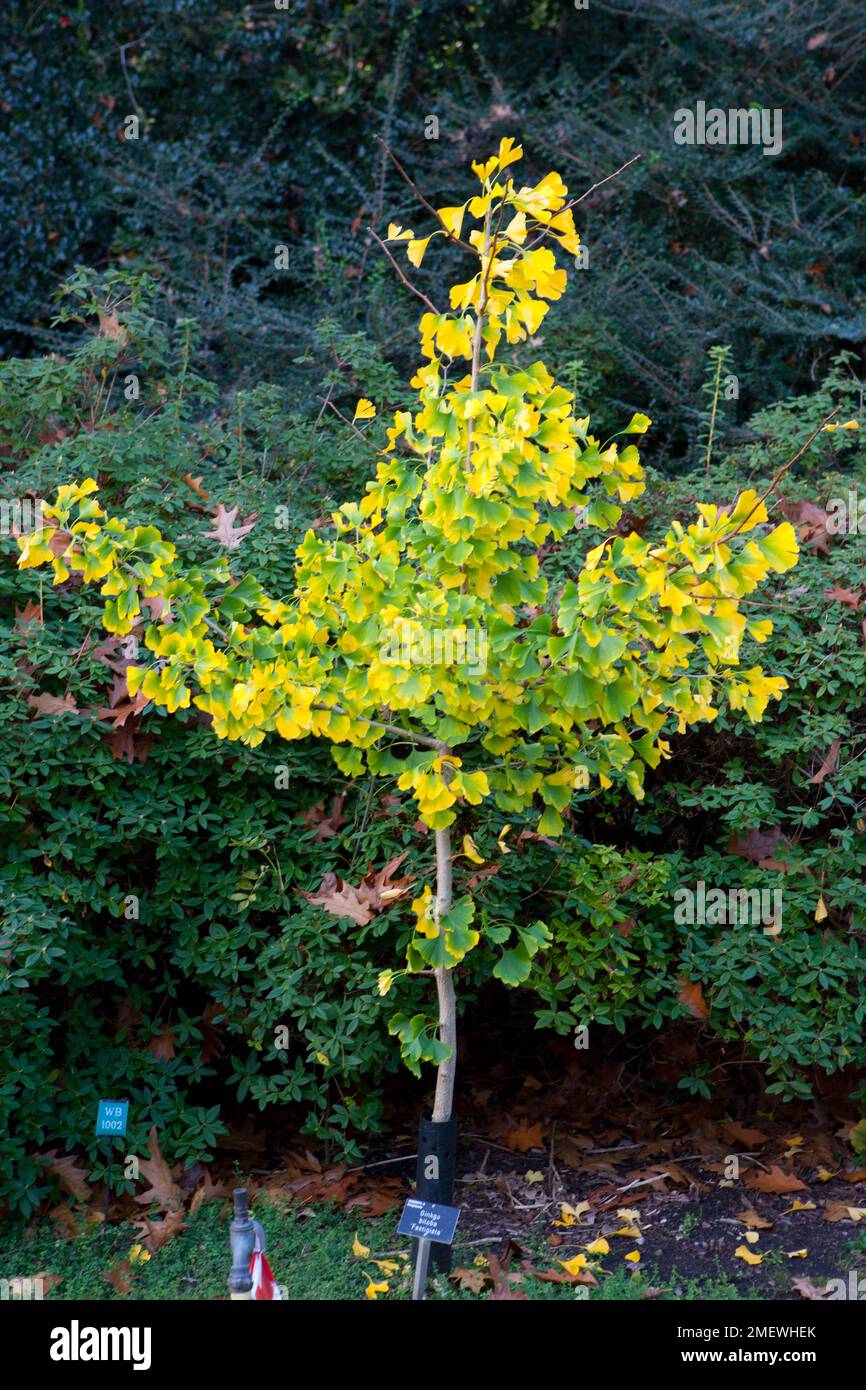 Fastigiata hi-res stock photography and images - Alamy