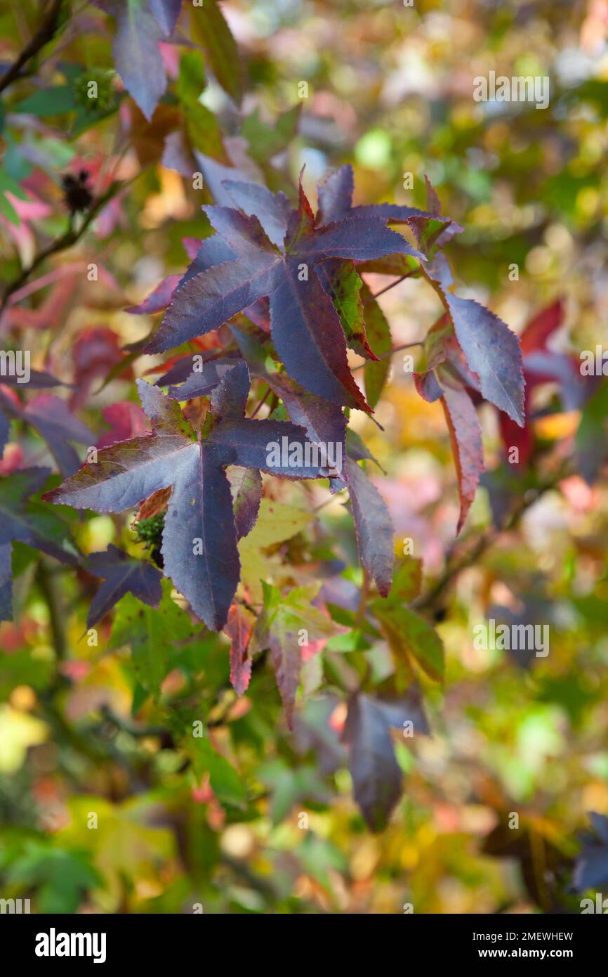 Liquidamber Styraciflua 'Lane Roberts' Stock Photo - Alamy