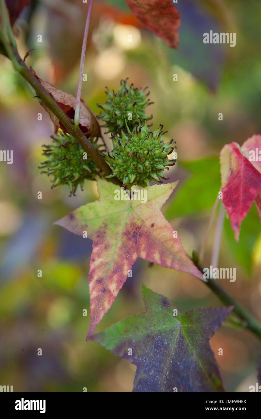 Liquidamber Styraciflua 'Lane Roberts' Stock Photo - Alamy