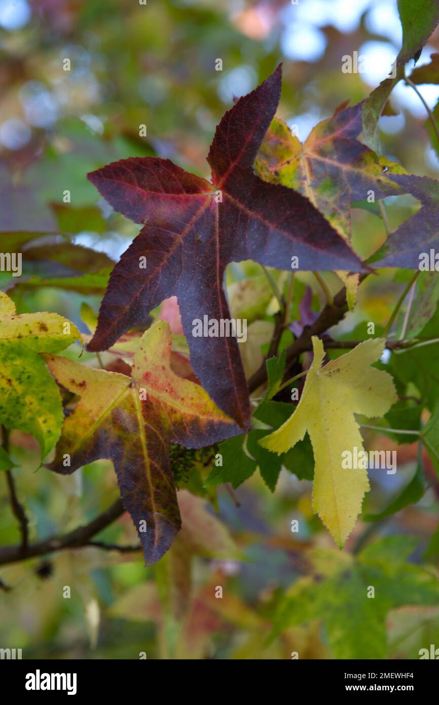 Liquidamber Styraciflua 'Lane Roberts' Stock Photo - Alamy