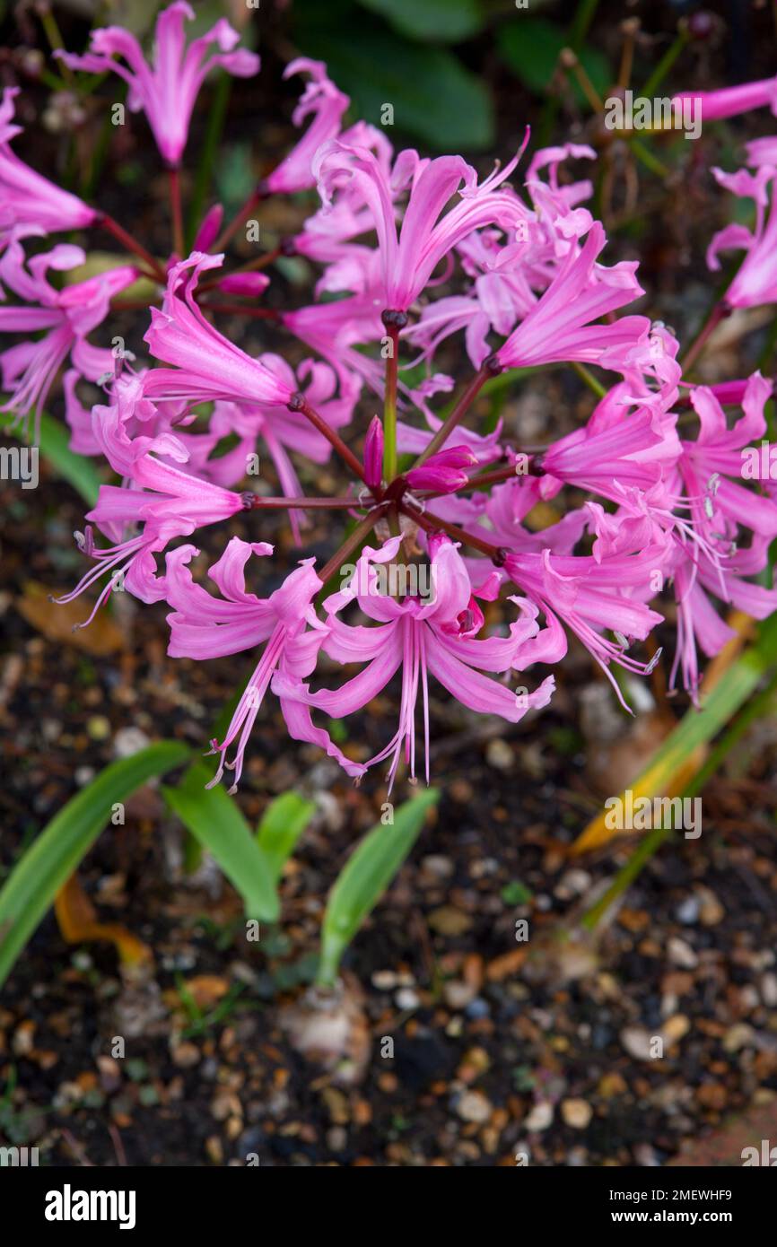 Nerine bowdenii 'Smee' Stock Photo - Alamy