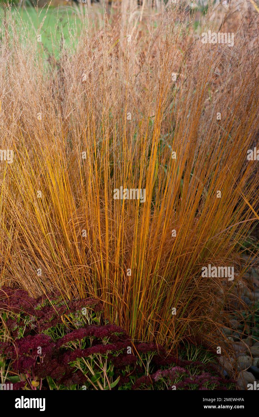 Molina caerula subsp caerulea 'Heidebraut' Stock Photo - Alamy