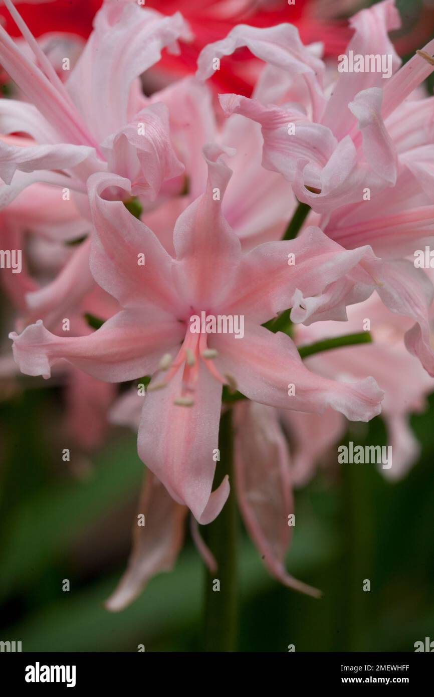 Pink flowering nerine hi-res stock photography and images - Alamy