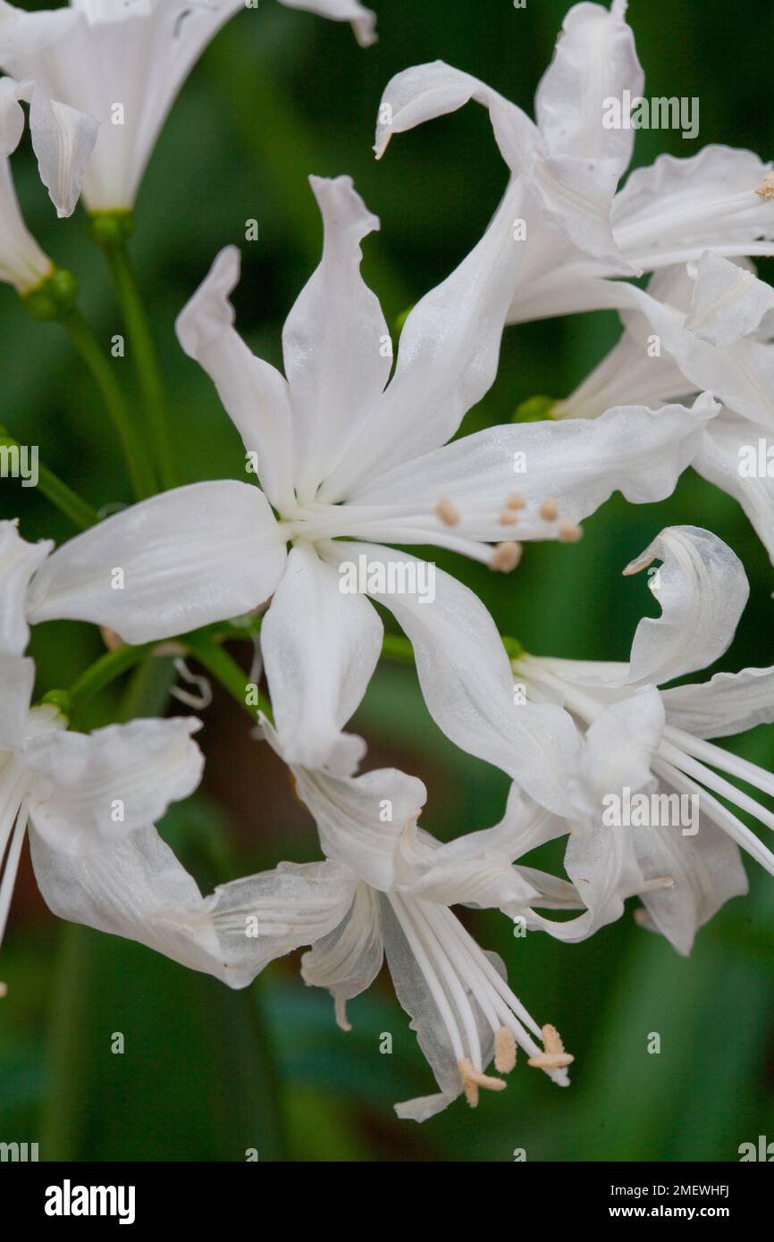 White flowering nerine hi-res stock photography and images - Alamy