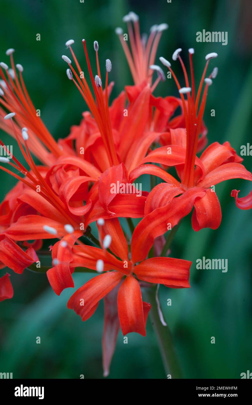 Red flowering nerine hi-res stock photography and images - Alamy