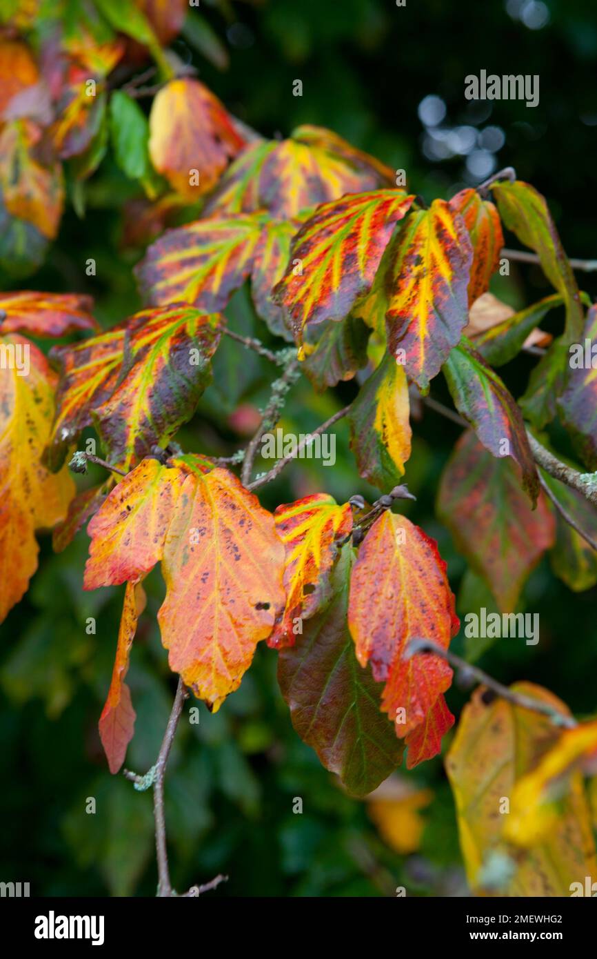 Parrotia persica 'Vanessa' Stock Photo - Alamy