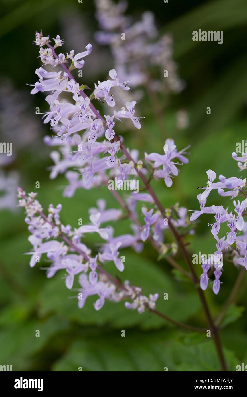 Plectranthus angola hi-res stock photography and images - Alamy