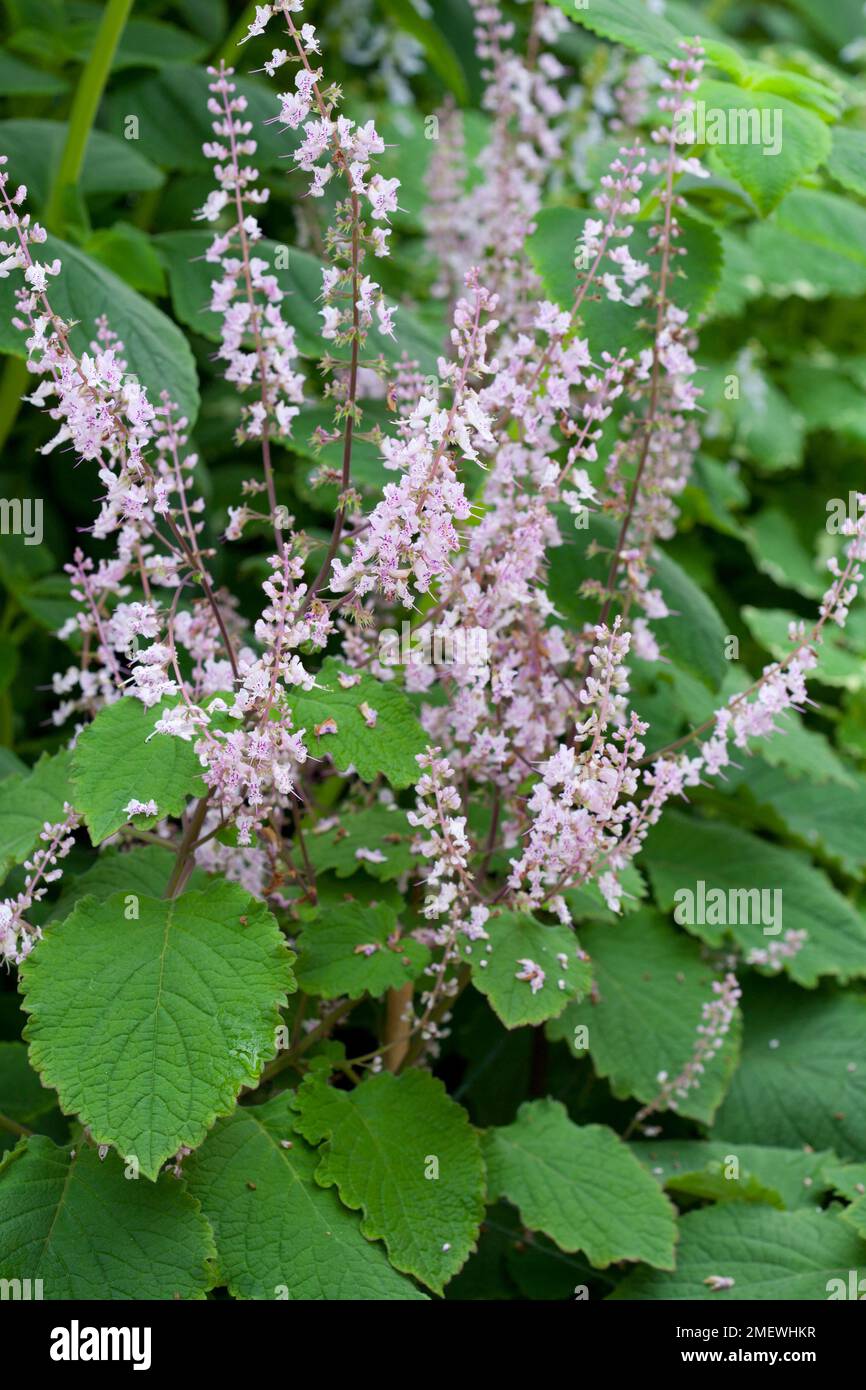 Plectranthus fruticosus 'James' Stock Photo - Alamy