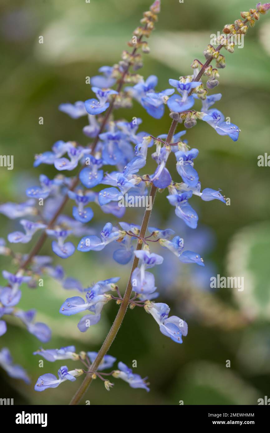 Plectranthus parviflorus Blue Spires 'Limplep1' Stock Photo - Alamy