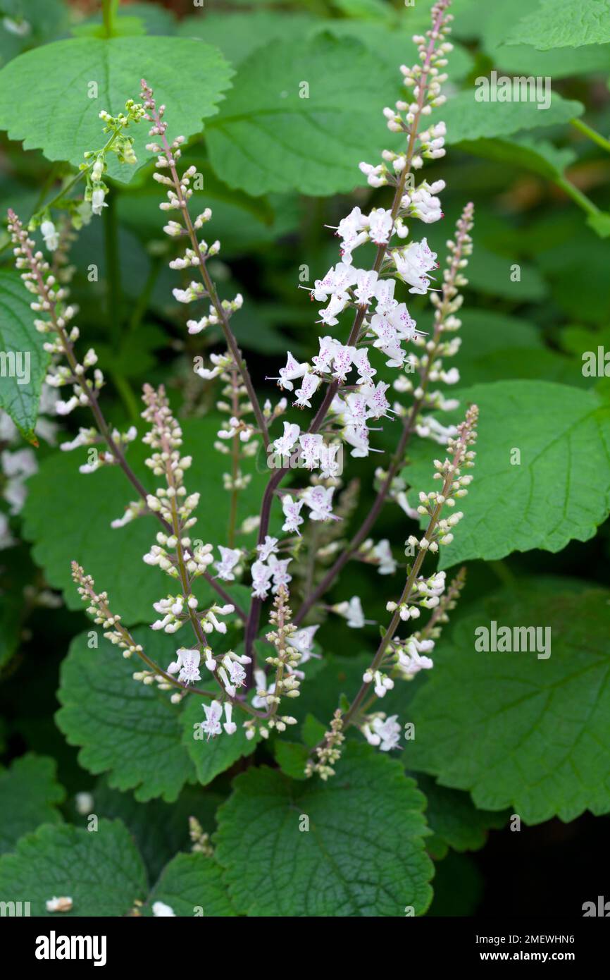 Frills hi-res stock photography and images - Alamy