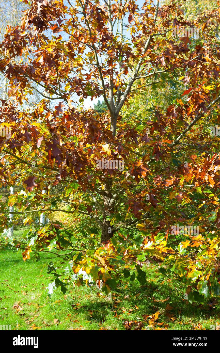 Quercus velutina hi-res stock photography and images - Alamy