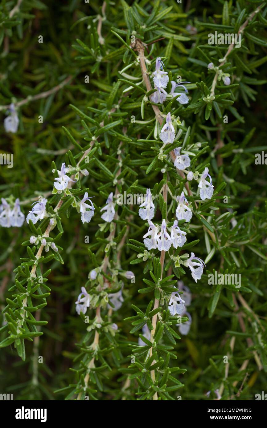 Prostratus hi-res stock photography and images - Alamy