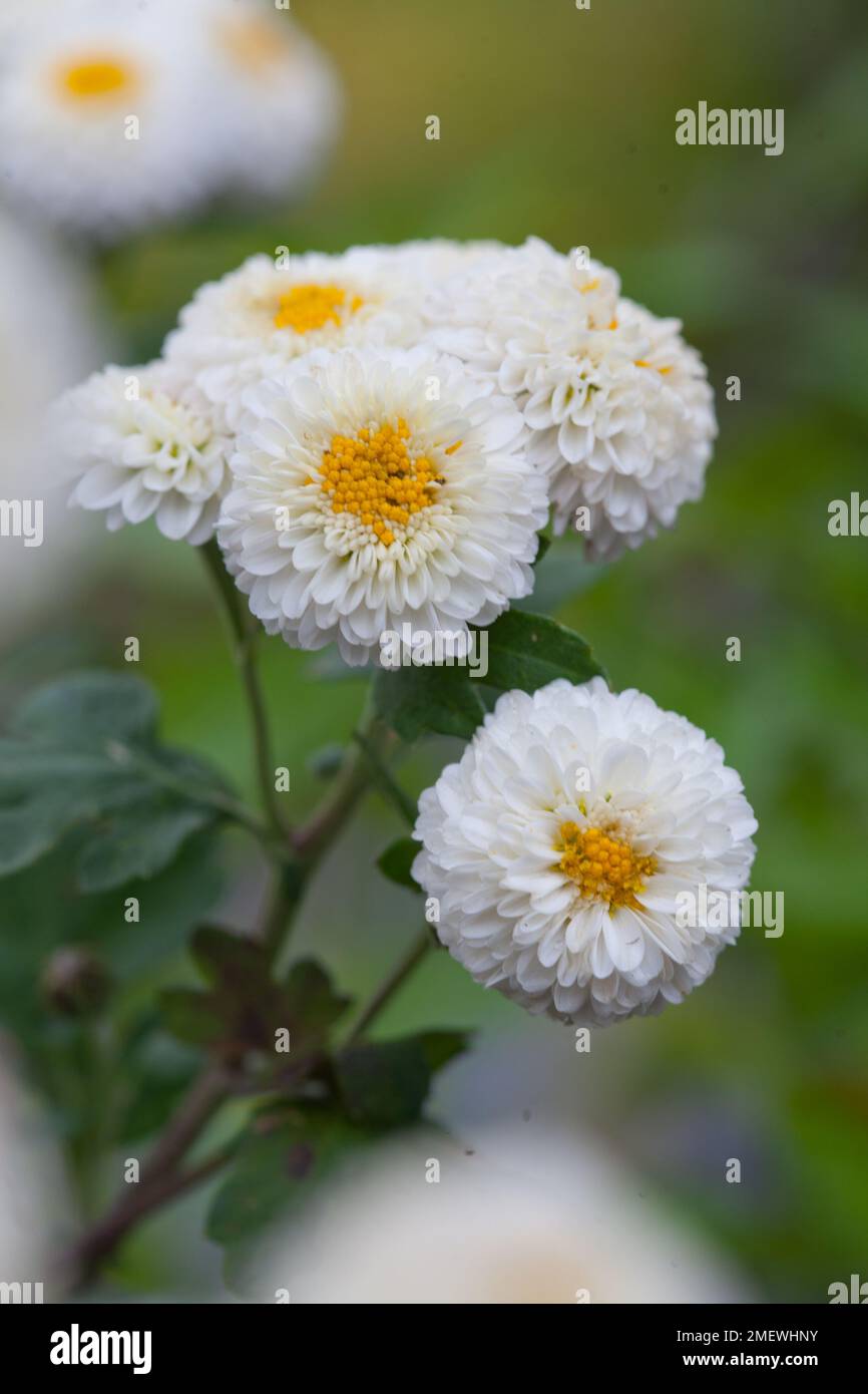 Angelic image hi-res stock photography and images - Alamy