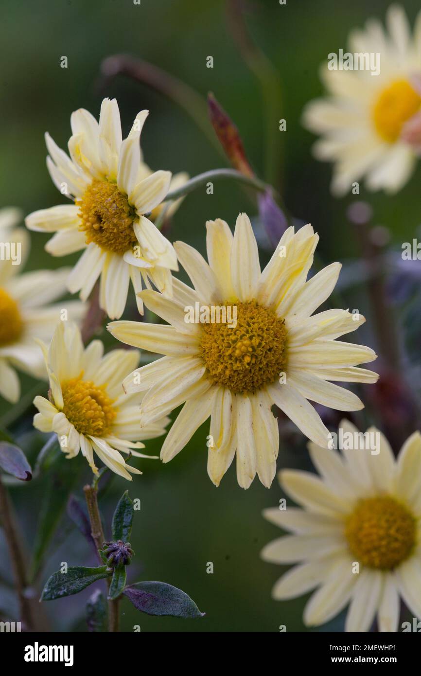 Chrysanthemum Early Yellow Stock Photo - Alamy
