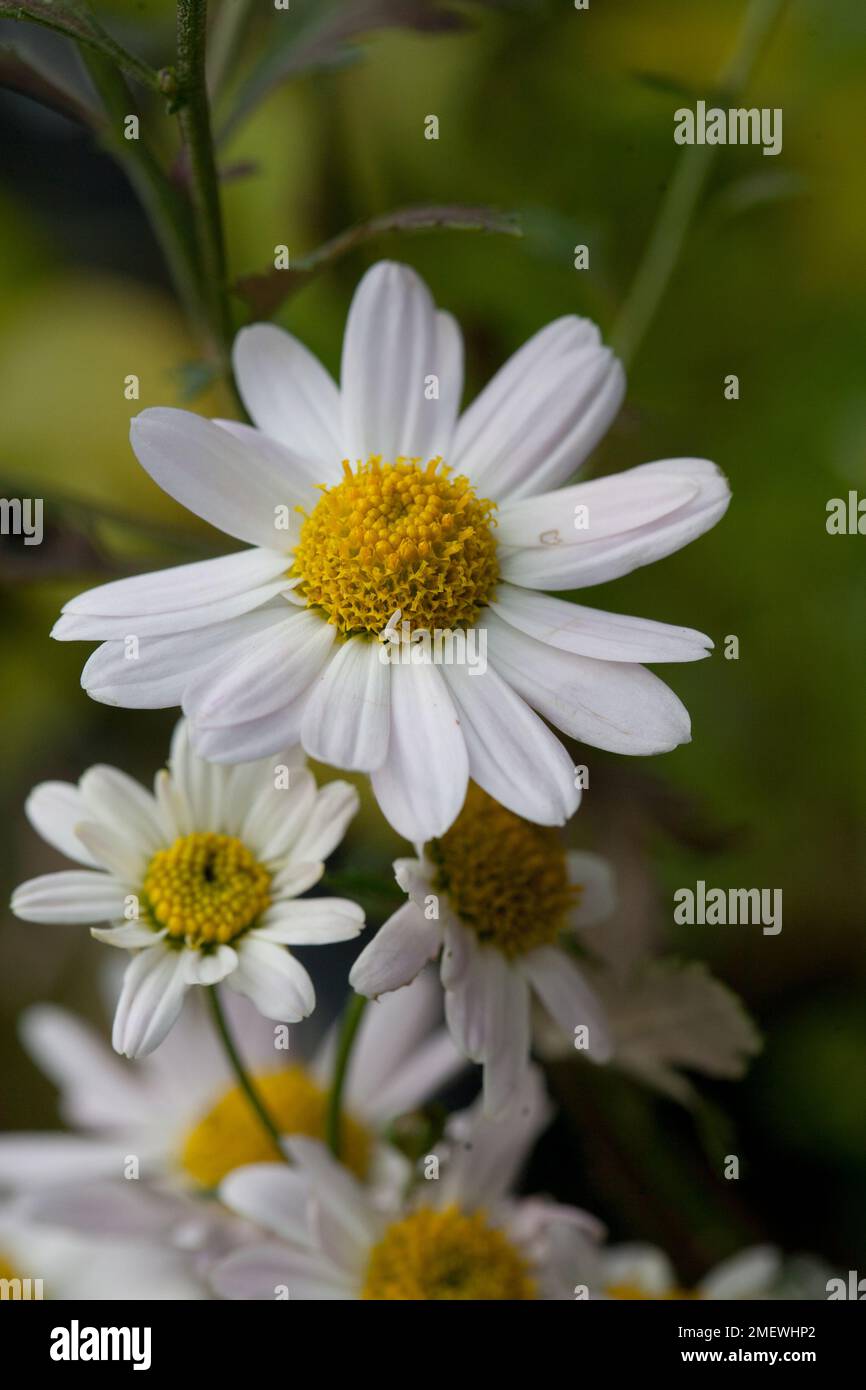 Chrysanthemum Aunt Millicent Stock Photo - Alamy