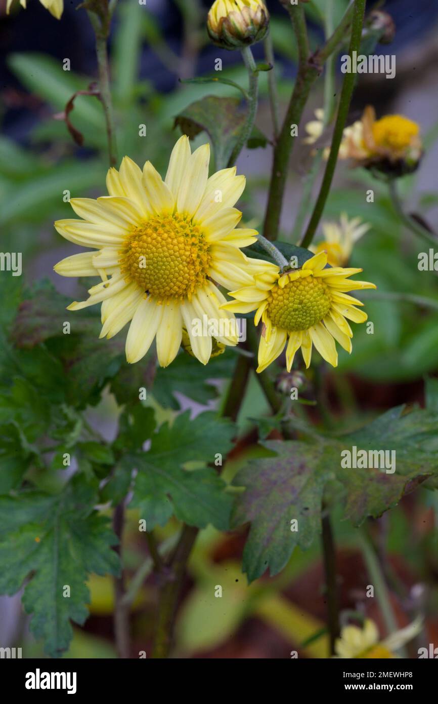 Chrysanthemum Early Yellow Stock Photo - Alamy