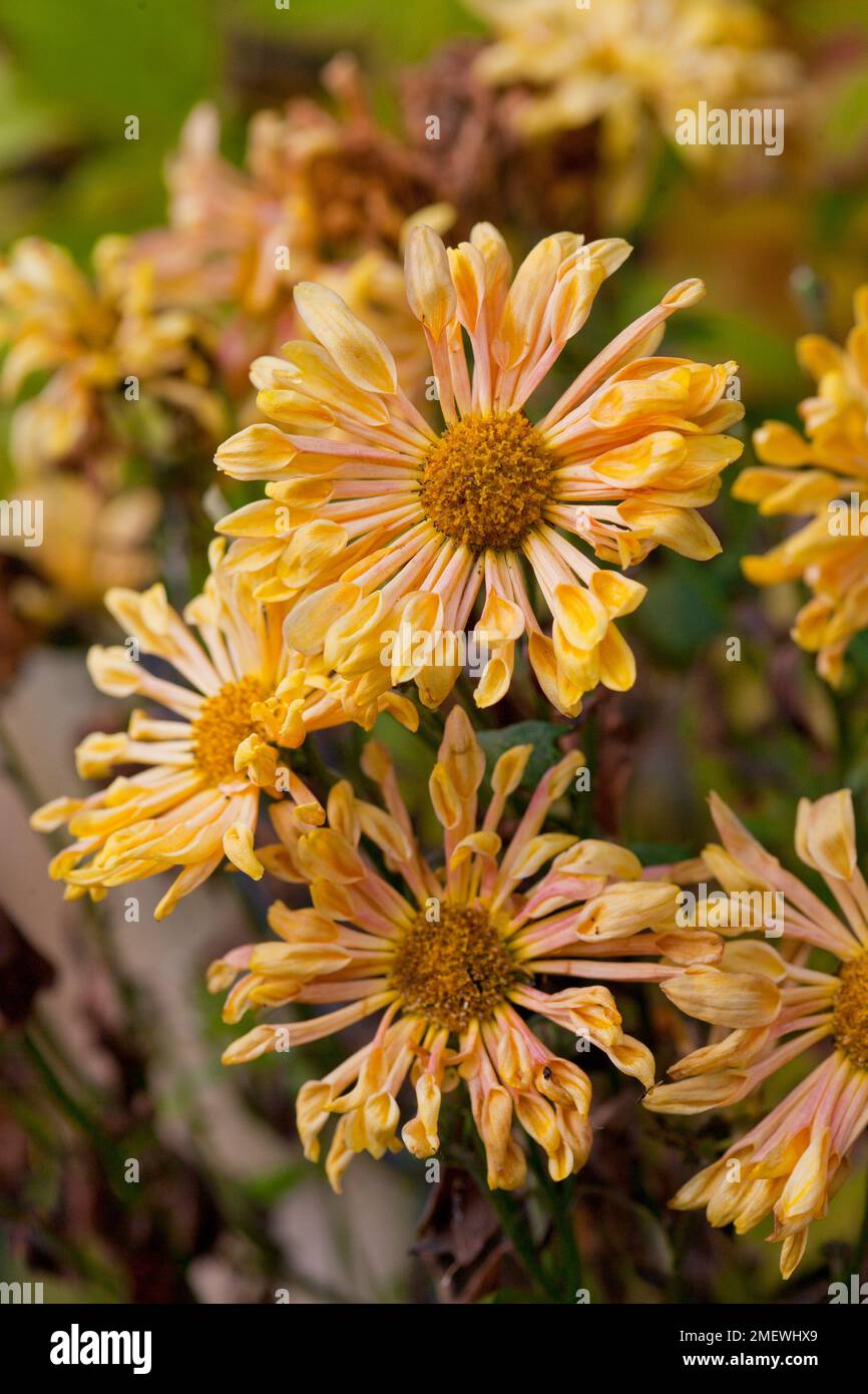 Chrysanthemum starlet hi-res stock photography and images - Alamy