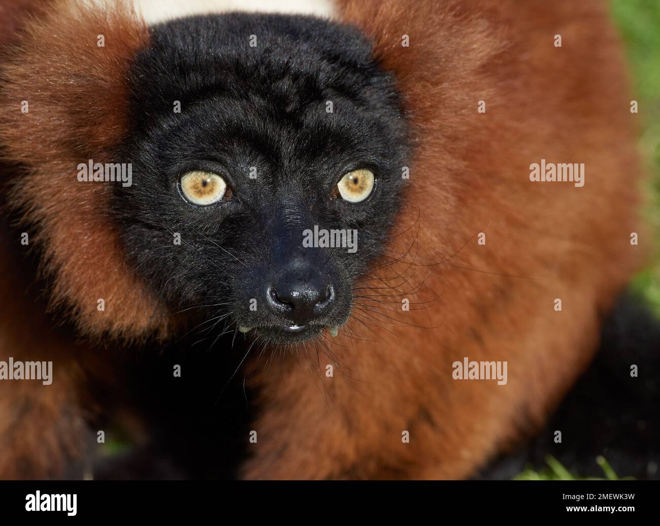 Red ruffed lemur (Varecia rubra), captive Stock Photo - Alamy