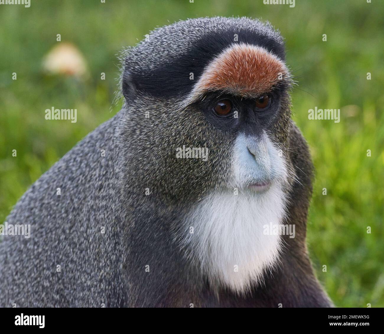 De Brazza's monkey (Cercopithecus neglectus), captive Stock Photo - Alamy
