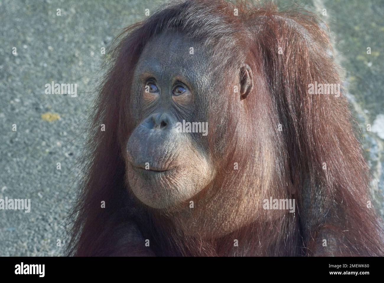 Bornean orangutan (Pongo pygmaeus), captive Stock Photo - Alamy