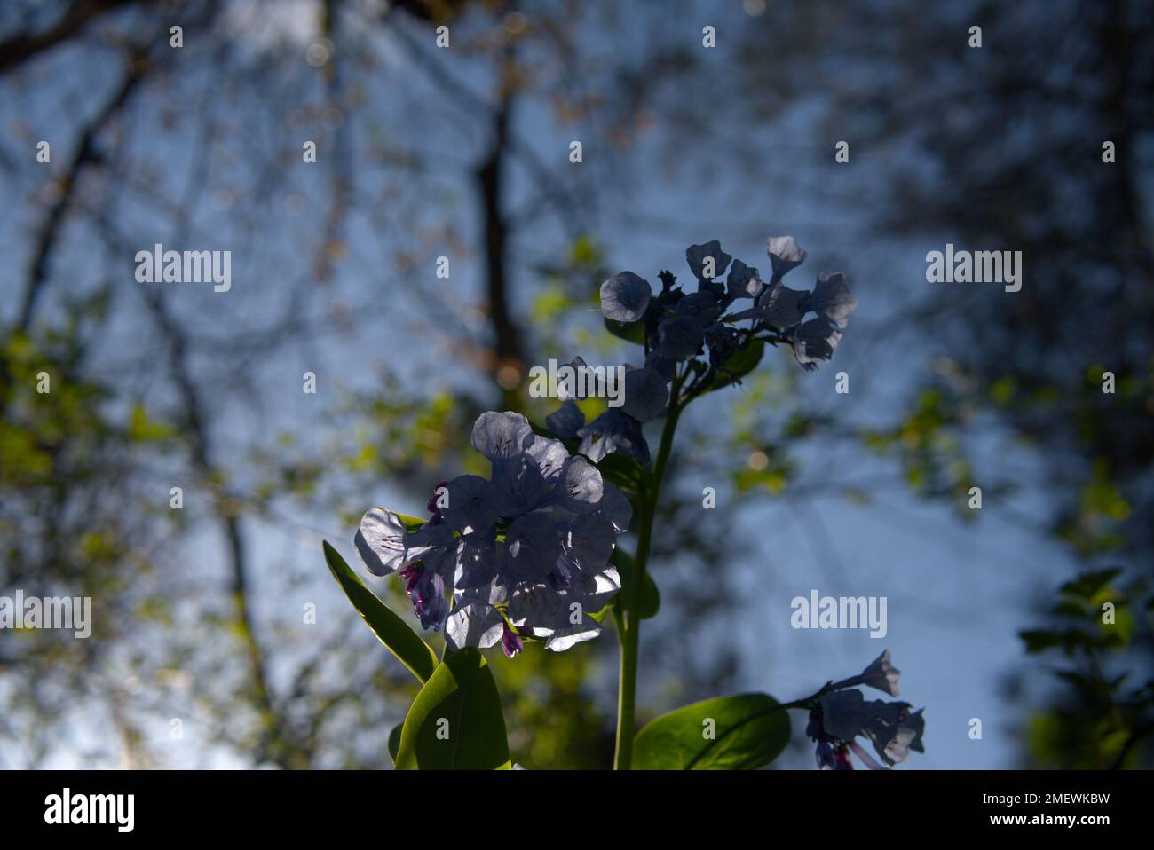 Field of blue bells hi-res stock photography and images - Alamy