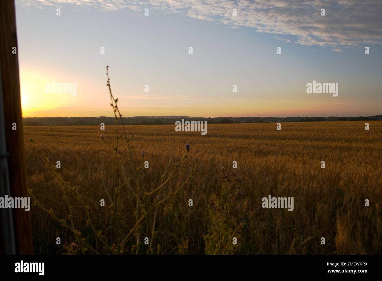 Across a field at dawn in Pennsylvania Stock Photo - Alamy