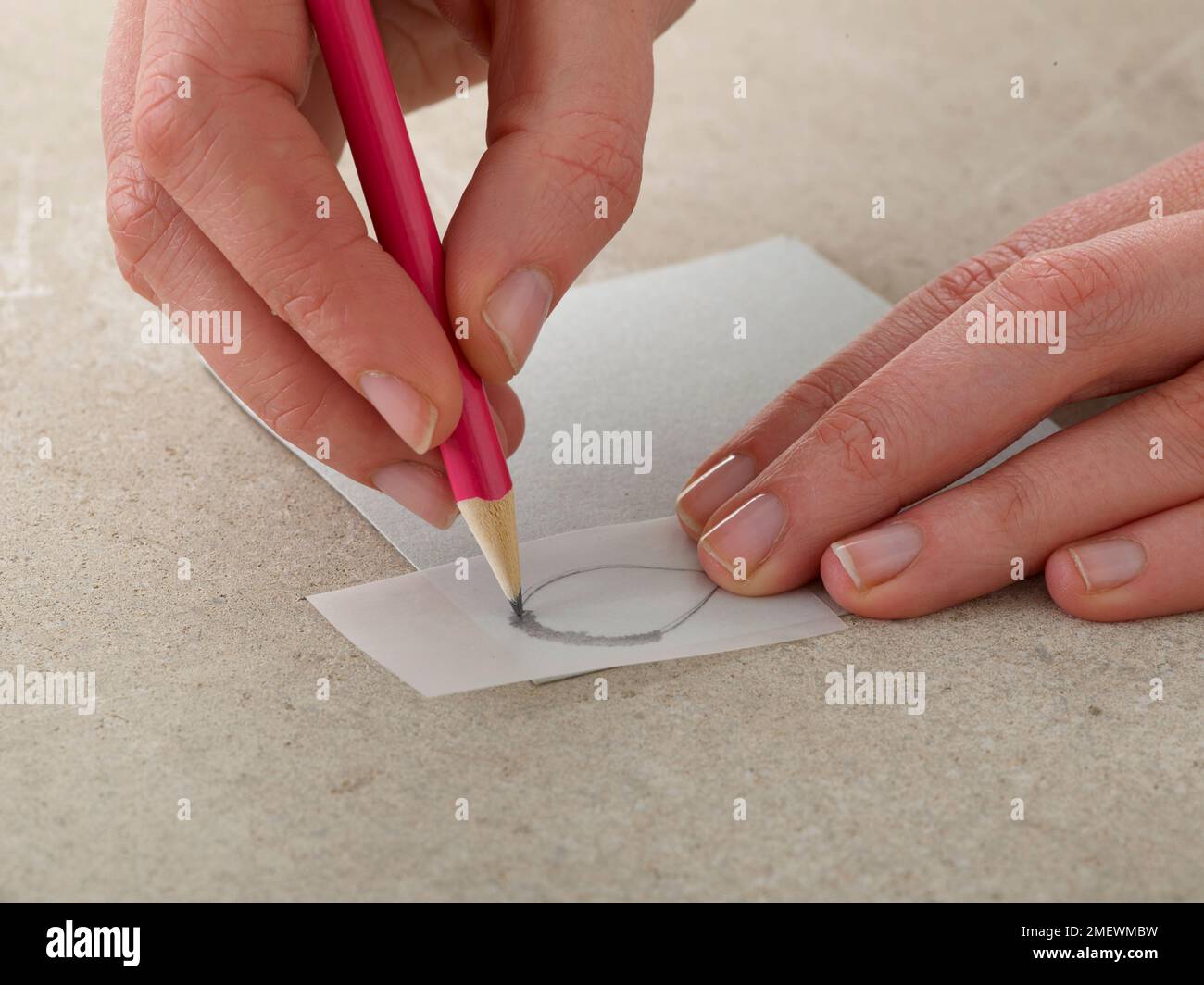 Papercraft. DIY Blossom, tracing shape of petal onto card Stock Photo ...