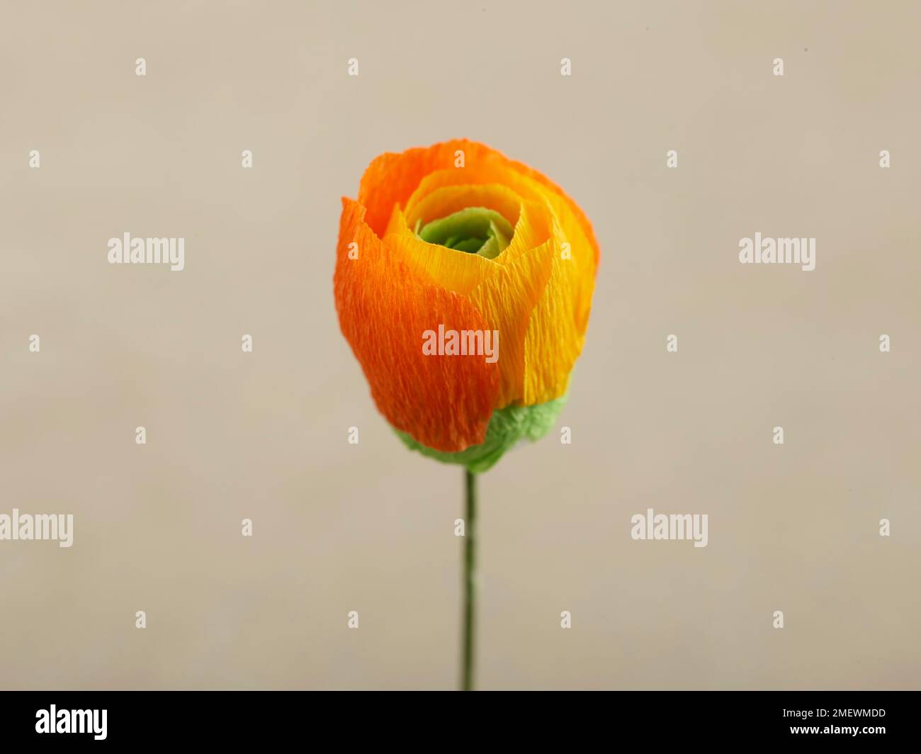 Papercraft. DIY Paper Ranunculus, adding petals Stock Photo - Alamy