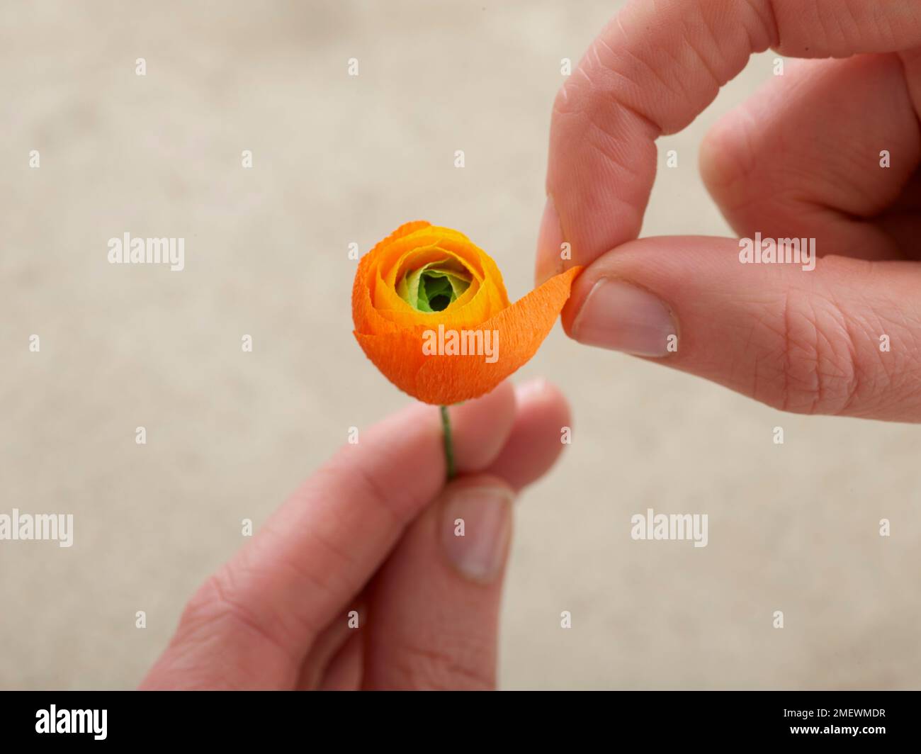 Ranunculus paper flower hi-res stock photography and images - Alamy