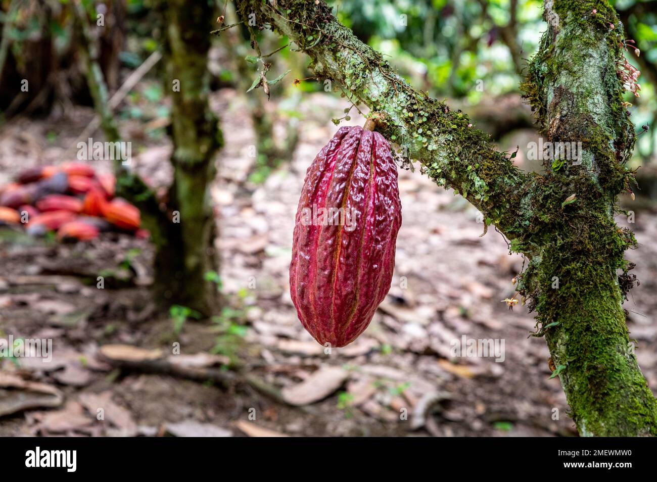 Close up view of colorful raw cacao bean hanging from the tree in a ...