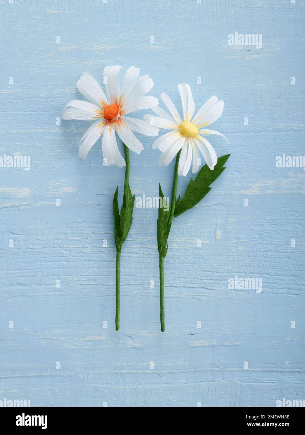 Daisy flower image hi-res stock photography and images - Alamy