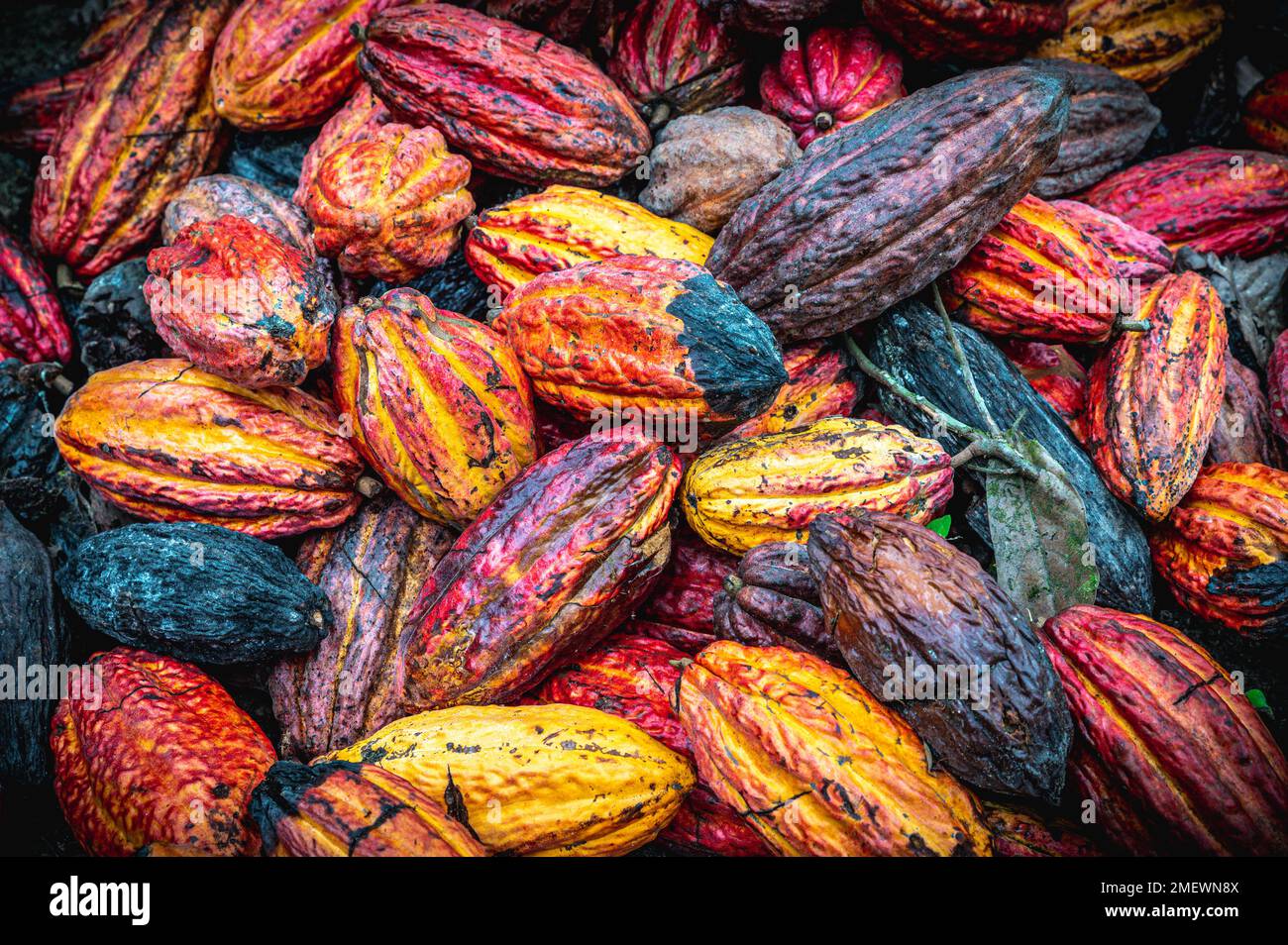 Close up view of colorful raw cacao beans piled close to each other on ...
