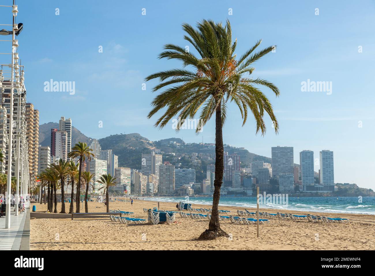 Palm trees on the beach in Benidorm on a sunny December day Stock Photo ...