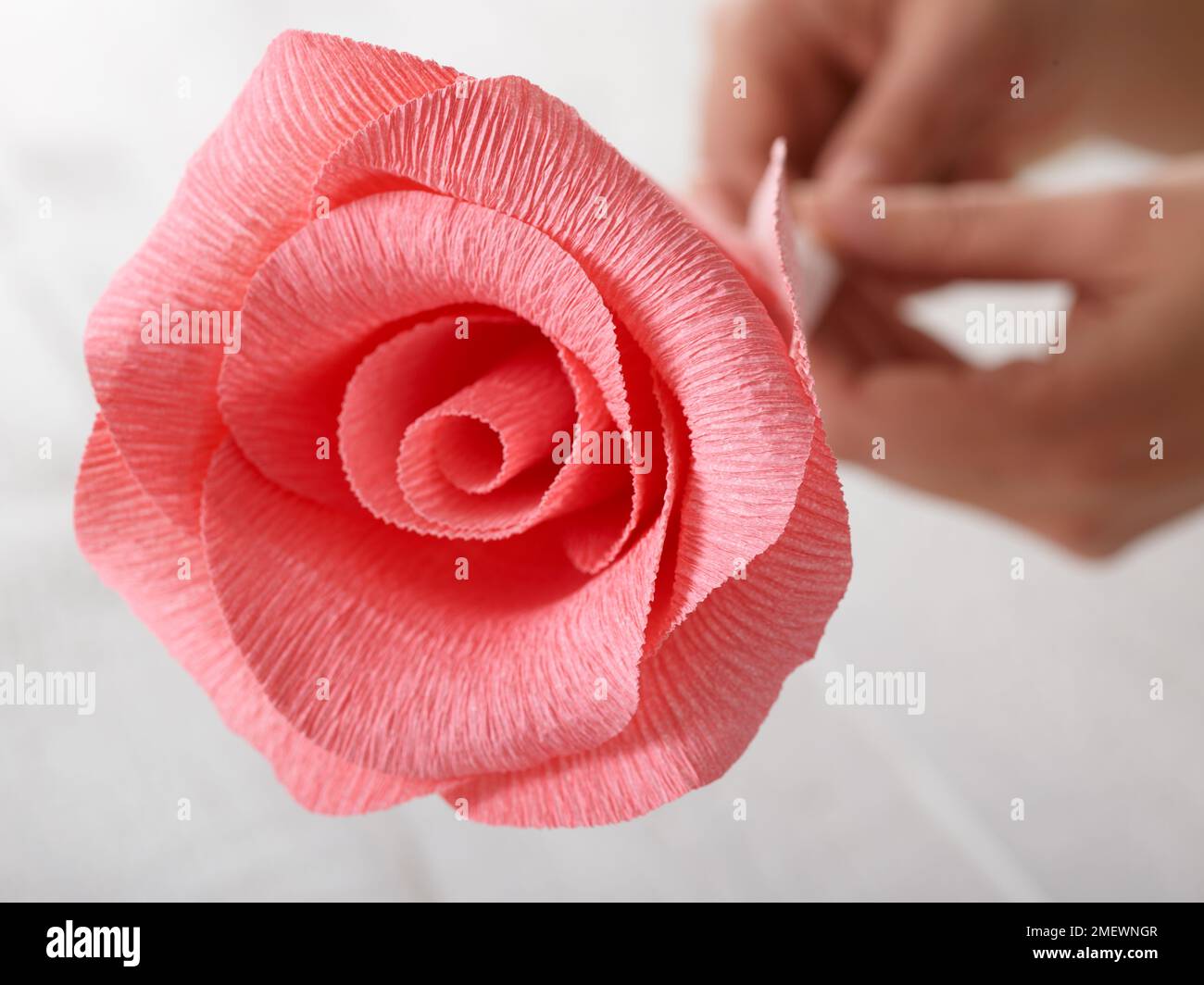 Papercraft Giant roses steps Stock Photo - Alamy