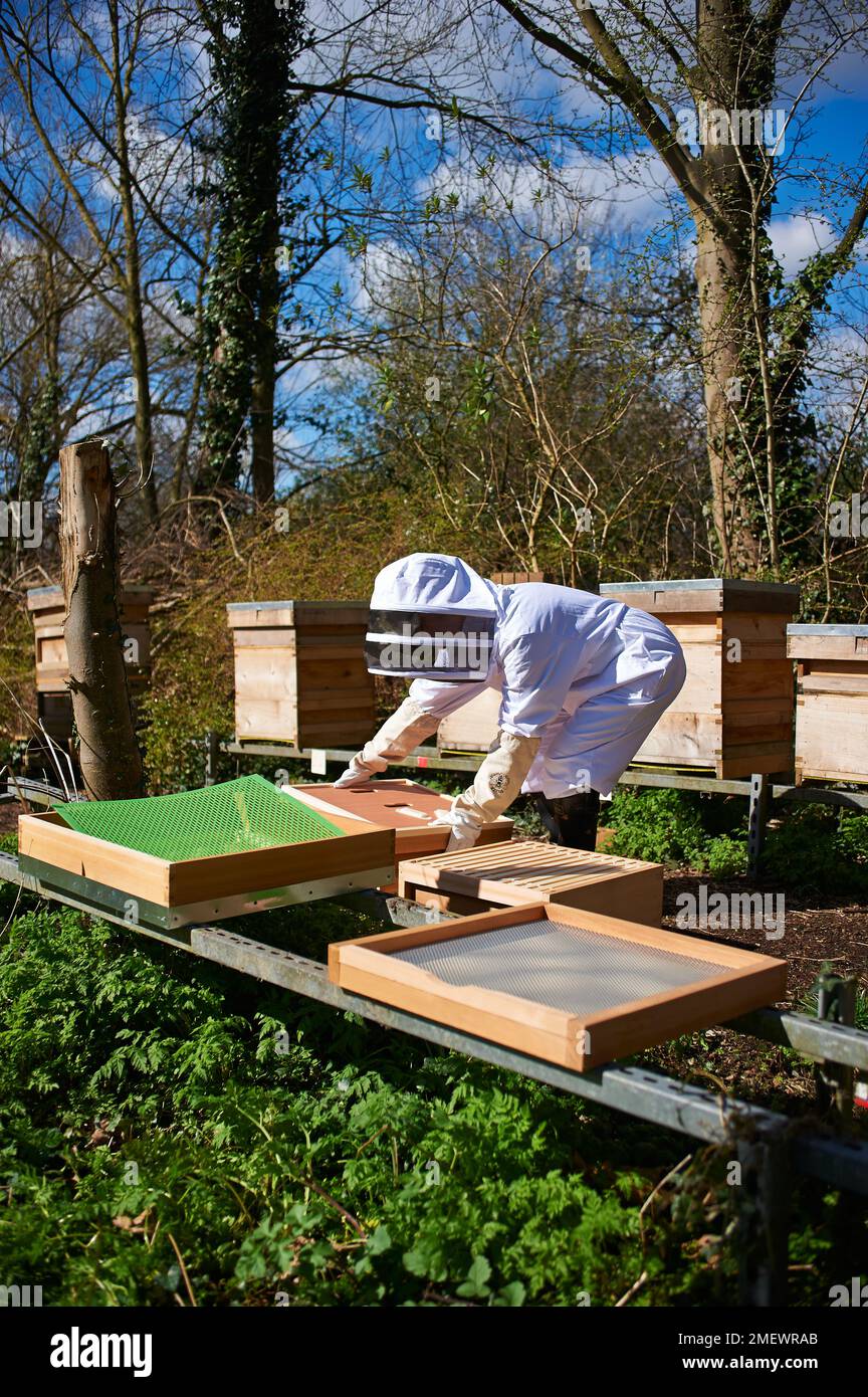 Building a Hive Stock Photo - Alamy