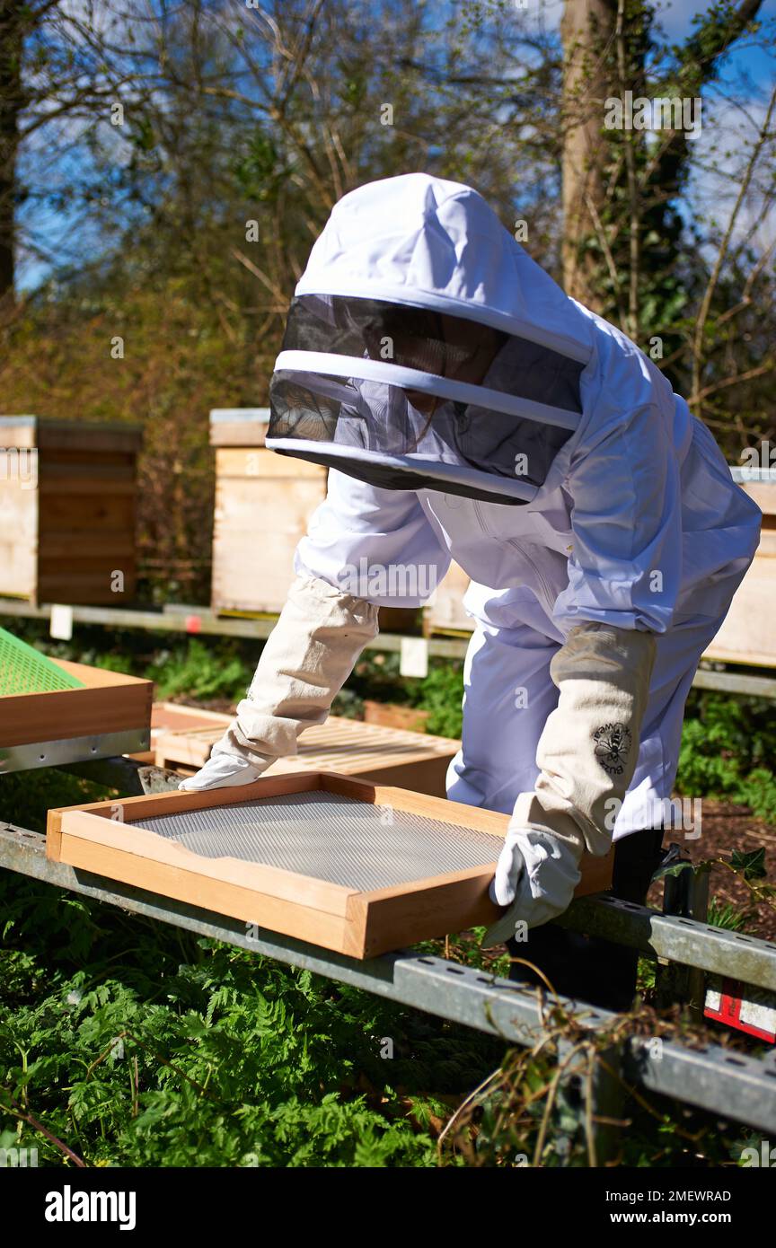 Building a Hive Stock Photo - Alamy