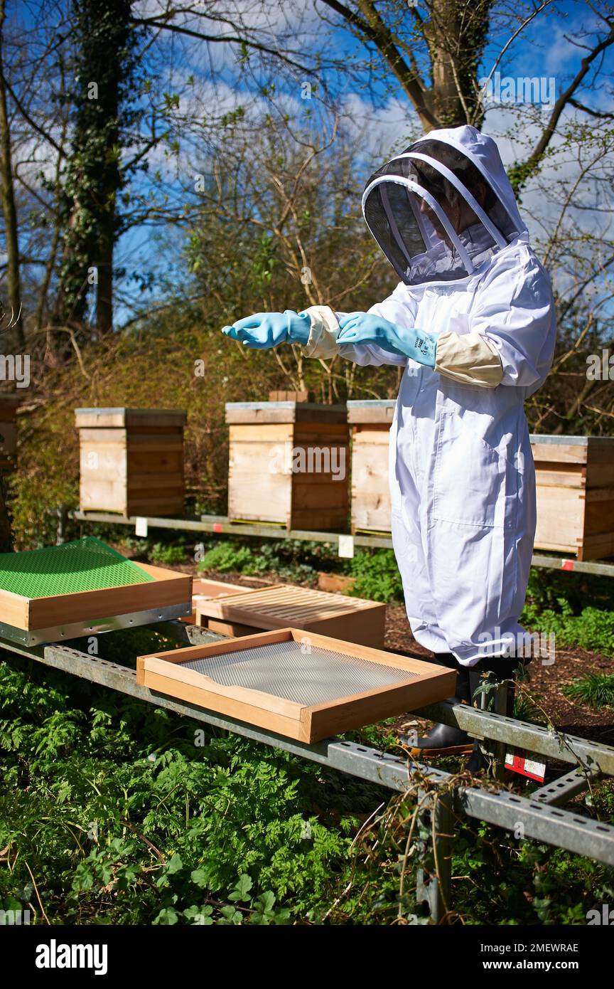 Building a Hive Stock Photo - Alamy