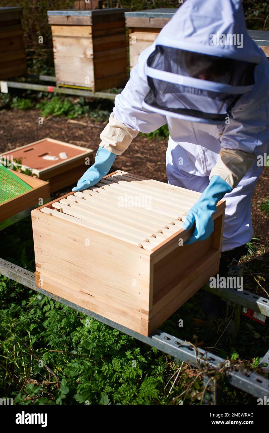 Building a Hive Stock Photo - Alamy