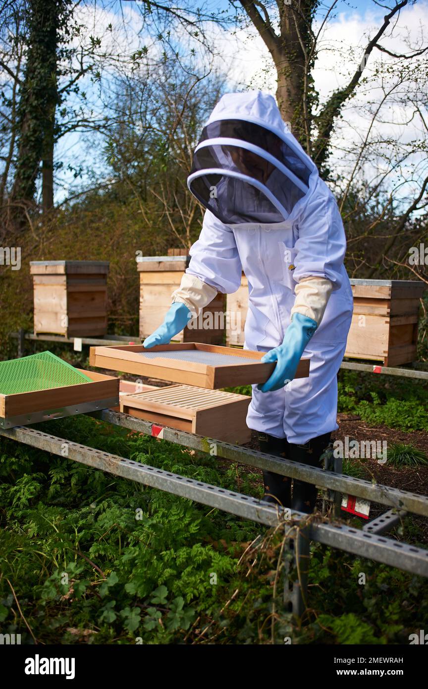 Building a Hive Stock Photo - Alamy