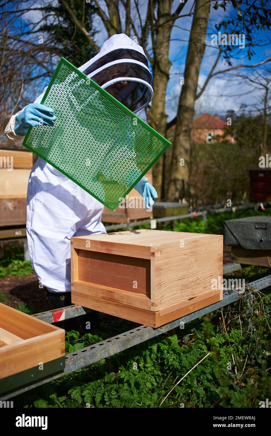 Building a Hive Stock Photo - Alamy