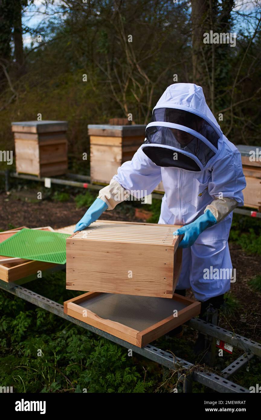 Building a Hive Stock Photo - Alamy