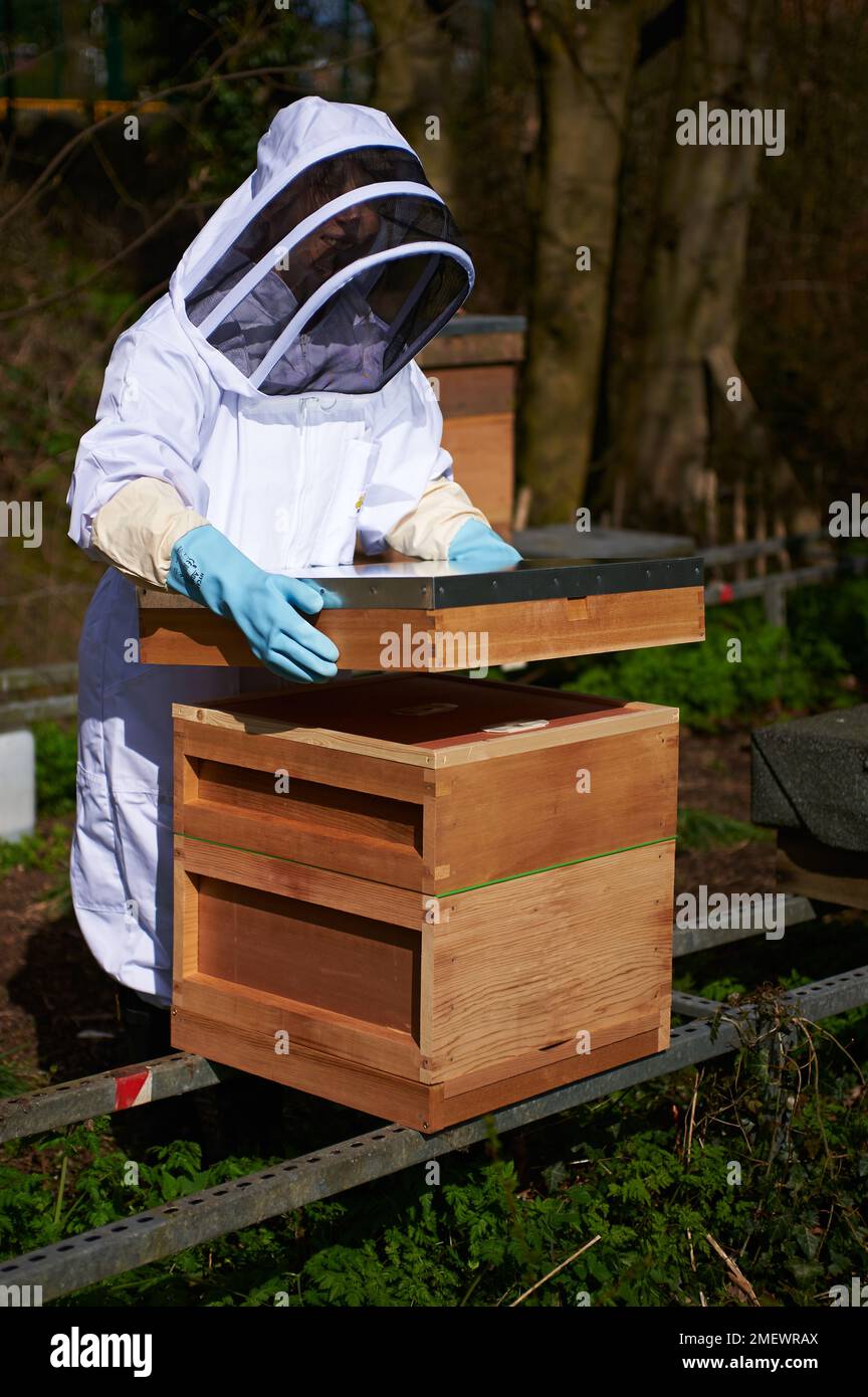 Building a Hive Stock Photo - Alamy