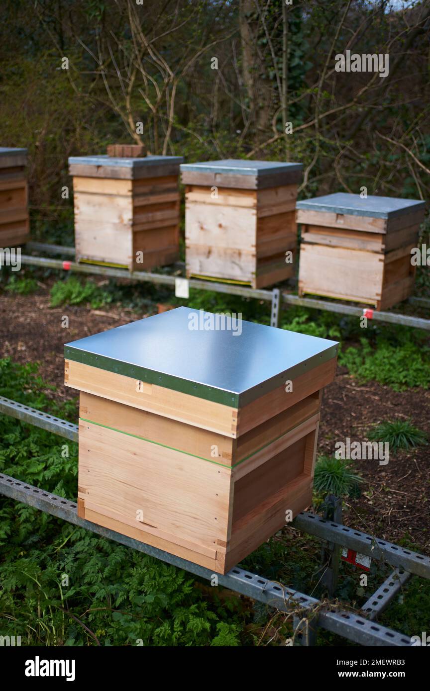 Building a Hive Stock Photo - Alamy