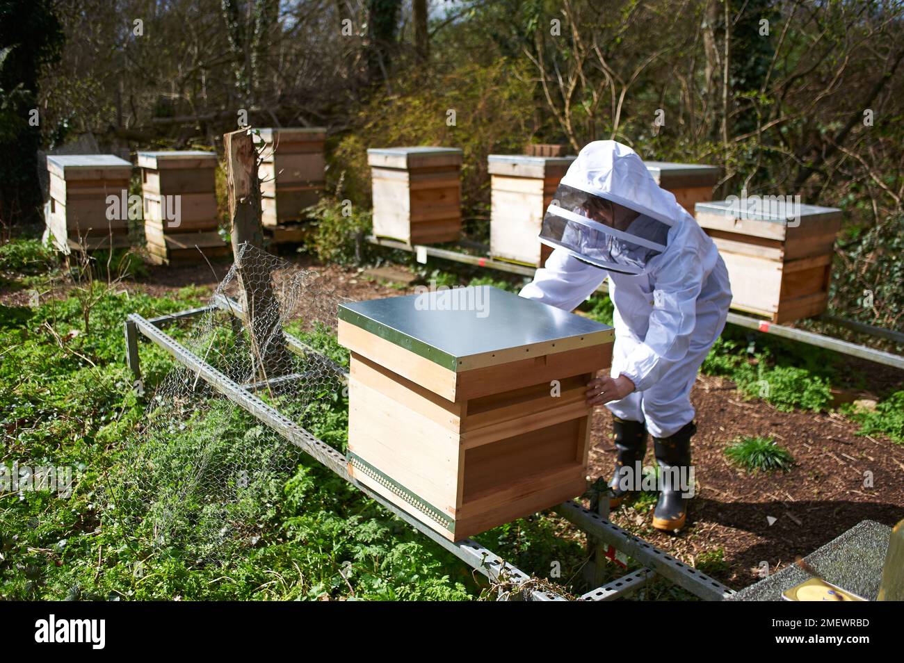 Pollen storage hi-res stock photography and images - Alamy