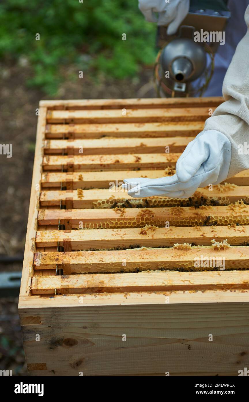 Opening a hive Stock Photo - Alamy