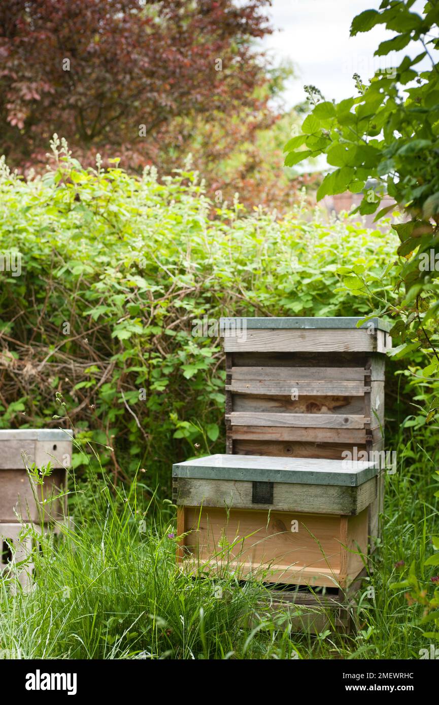 Apiary agriculture hi-res stock photography and images - Alamy