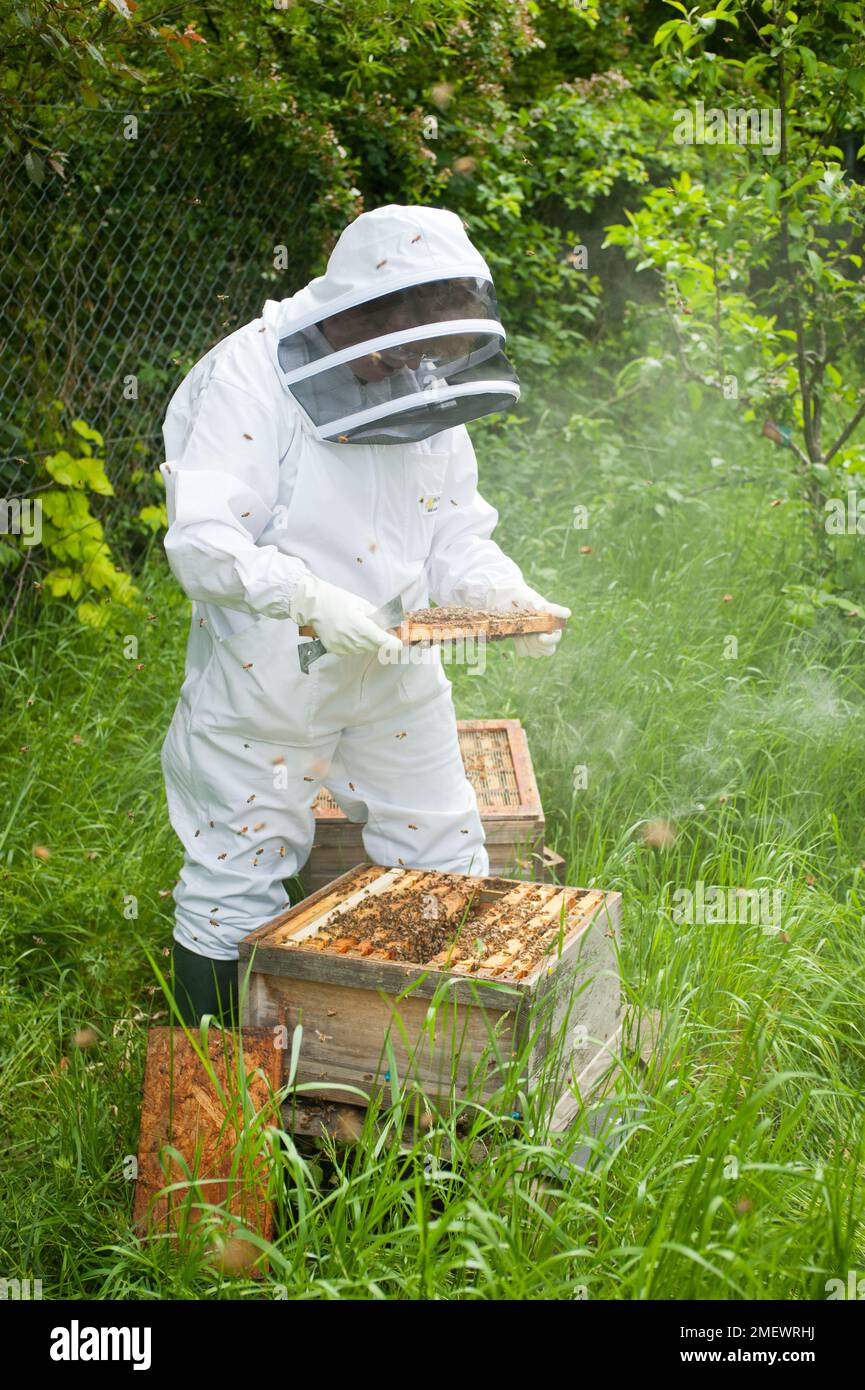 Brood frame hi-res stock photography and images - Alamy