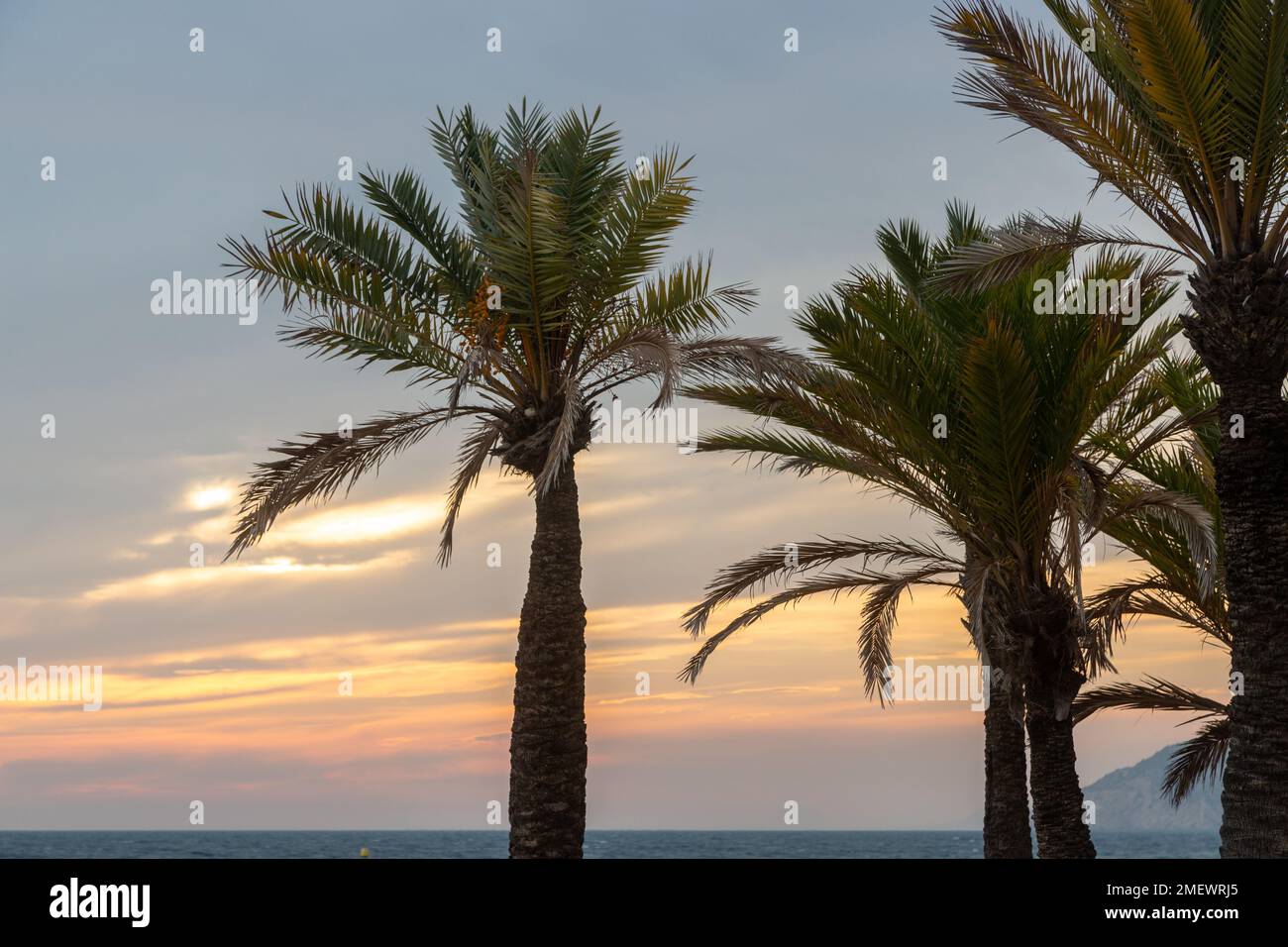 Sunset tropical beach palm trees hi-res stock photography and images ...