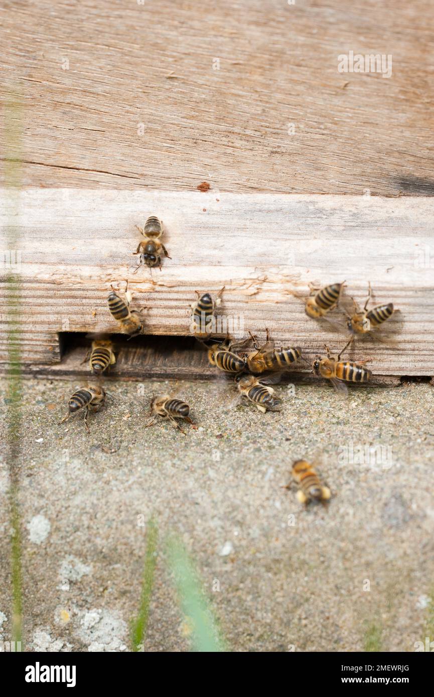 pollen-laden bees entering nucleus box Stock Photo - Alamy