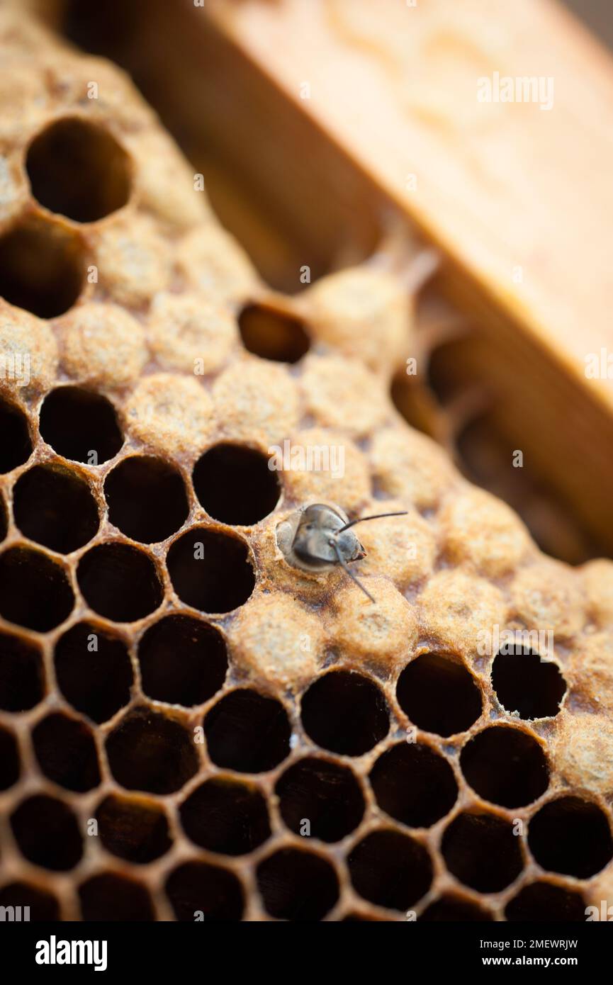 Beeswax b hi-res stock photography and images - Alamy